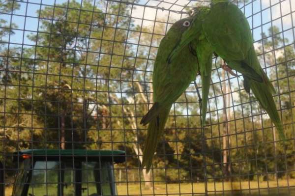 Two female Blue Crown Conures available at $950 ea, or trade one for a male