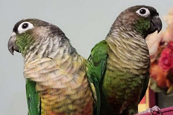 Green Cheek Conure pair for Rehoming Lawrenceville Georgia