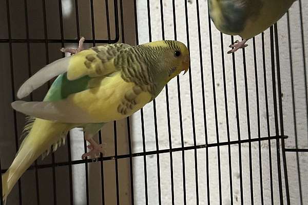 Pair Of Beautiful Parakeets + Cage and Nest