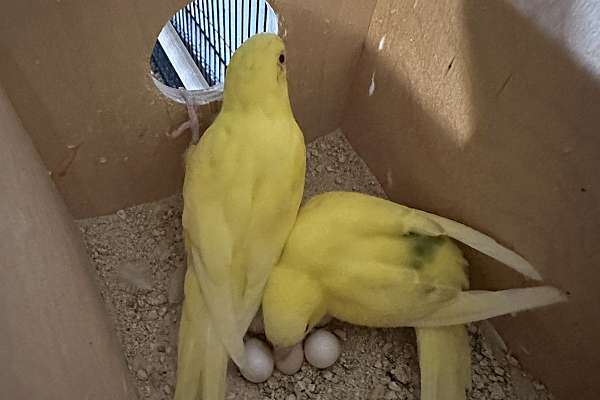 Pair Of Beautiful & Healthy Parakeets + Cage & Nest. THey have 5 eggs