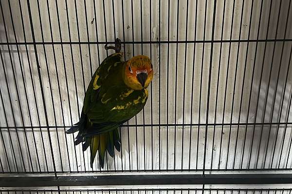 Sun conures bird