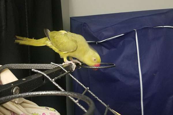 Lost olive green color Indian Ringneck Parakeet