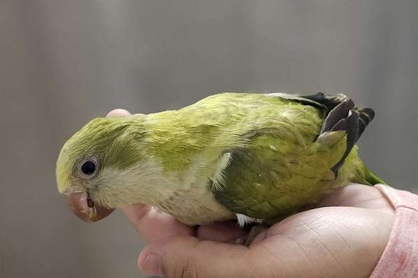 Opaline Quacker