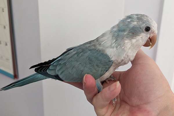 Blue Opaline Quaker