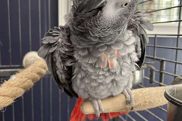 Darwin male African Grey
