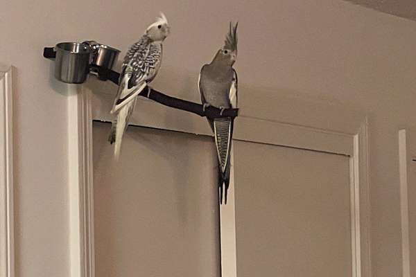 A pair of cockatiels