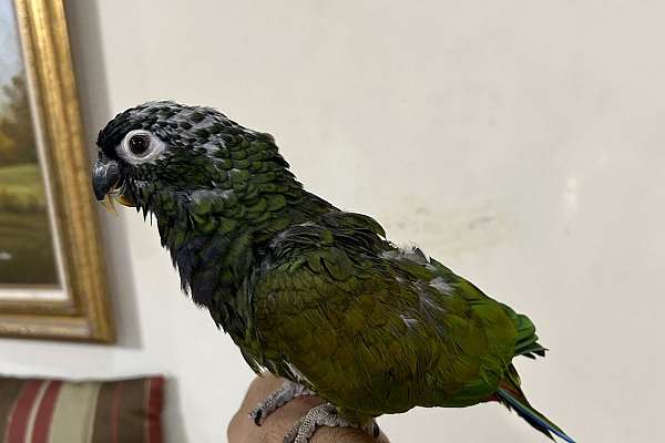 Beautiful male Maximilian Pionus parrot