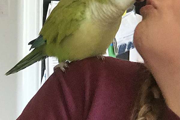 Quaker parrot female