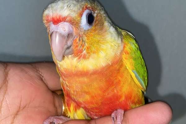 Dilute Conure