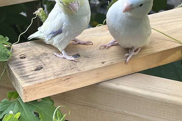 Hand-raised Pacific Parrotlet Pair – Playful Male & Shy Female