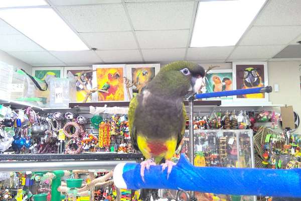 Patagonian Conure