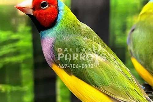 Finch Lady Gouldian