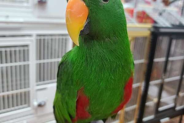 Eclectus