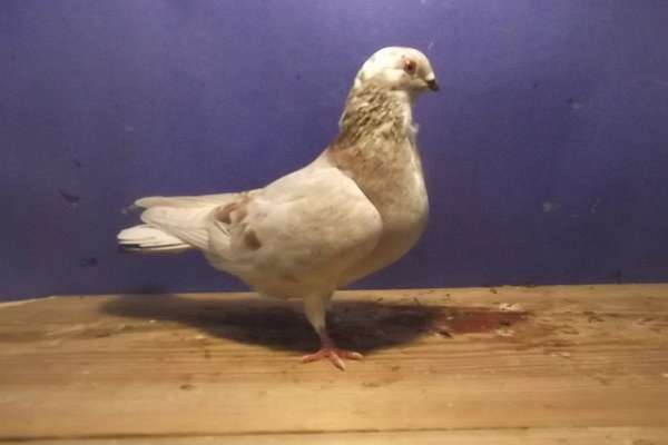 figurita