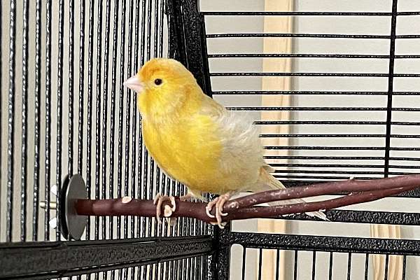 Male Yellow Canary