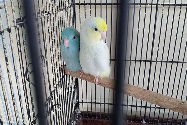 Proven breeding pair