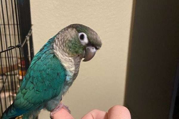 Turquoise Green Cheek