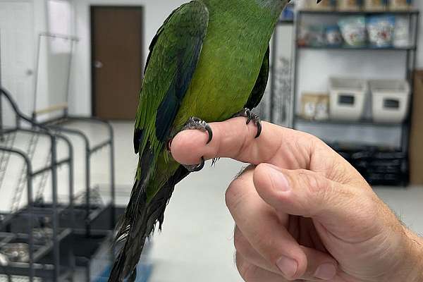 Baby handfed Dusky Conure