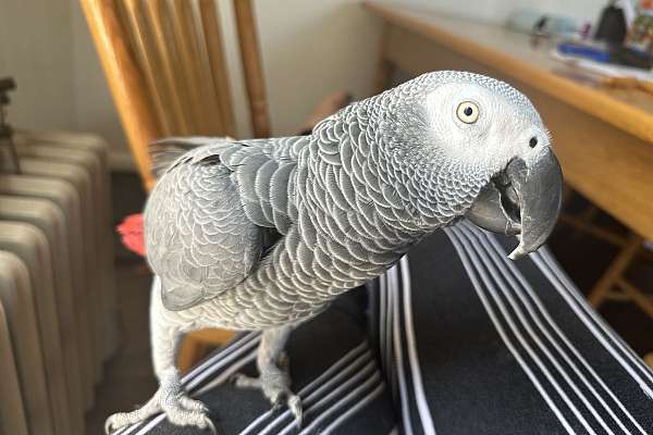 african gray