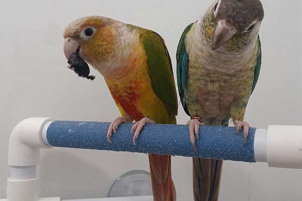 Bonded Green Cheek Conure Pair