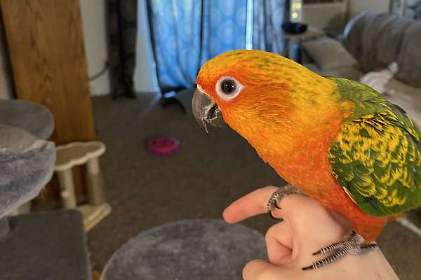 Jenday Conure needs rehomed (Includes $400 cage, food, and all accessories)