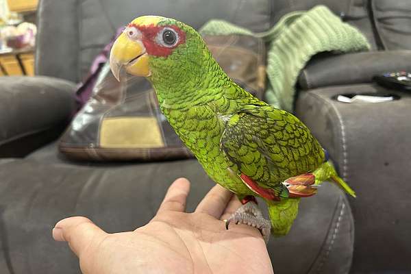 Baby male white front Amazon parrot