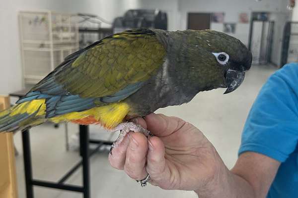 Rare Baby Handfed Patagonian Conure