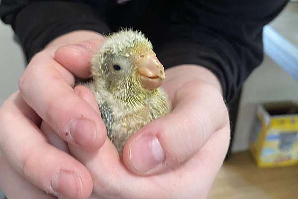Baby Quakers.
