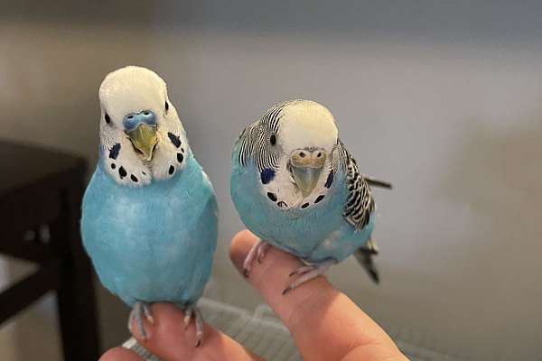 Parakeet - Hand Raised Bonded Pair