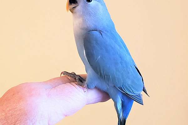 Blue Lovebird - Beautiful Color, Hand fed.
