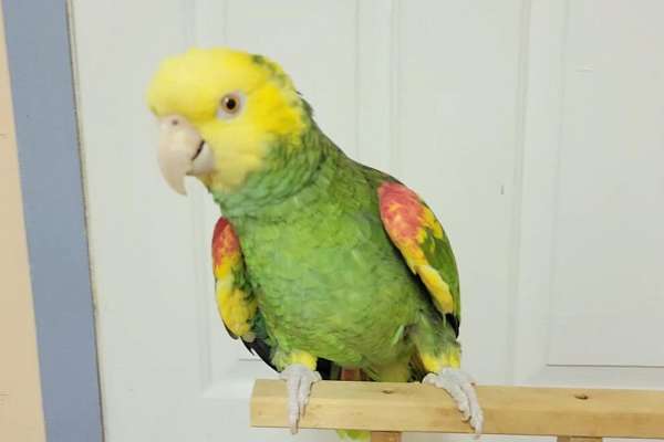 Magna Double Yellow Head Amazon Parrot male