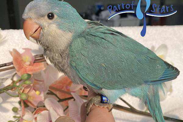 Baby Blue Quaker Available at Parrot Stars