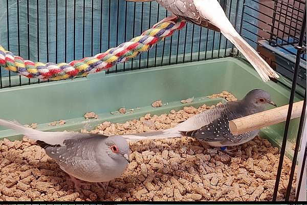 2 Pairs Young Fancy White Rump Diamond Doves