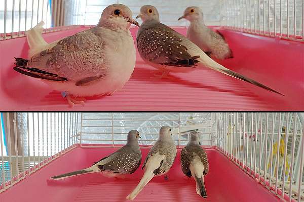 3 Young Fancy Diamond Doves (WhiteRump & WhiteTail)