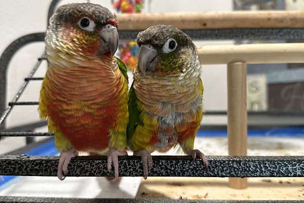 Beautiful yellow-sided green cheek conures
