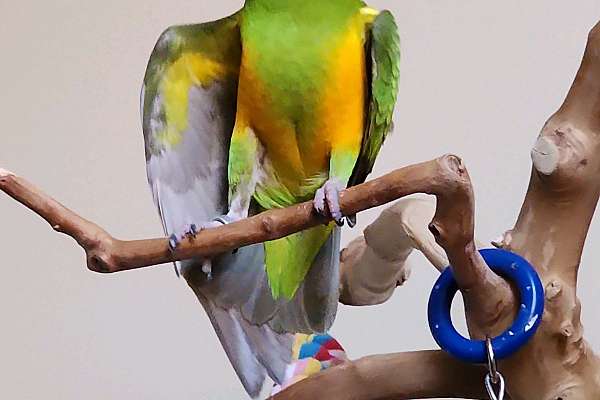 Sale pending DNA female Senegal parrot