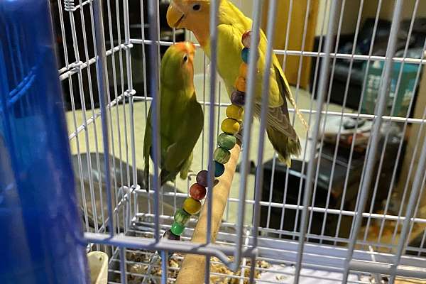 Lovebirds peach face Fischer hybrids