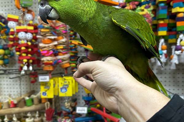 Baby Yellow Nape Amazon for Sale