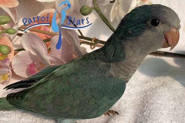 Baby Blue Quaker Parrot Available
