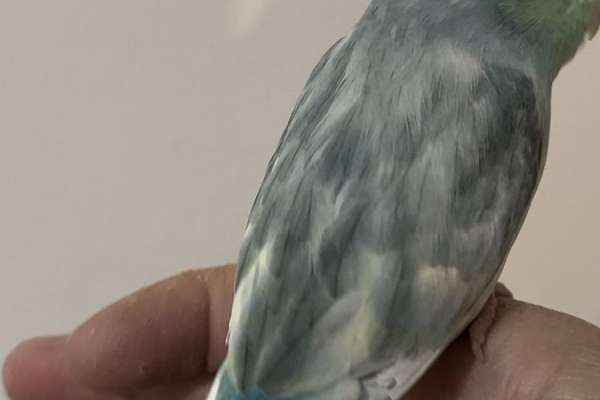 Female parrotlet