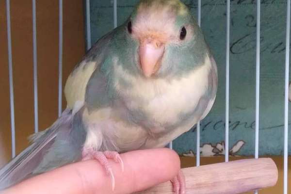 Cinnamon Turquoise Recessive Pied Female Kakariki