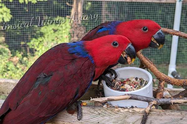 Aru Island Eclectus babies