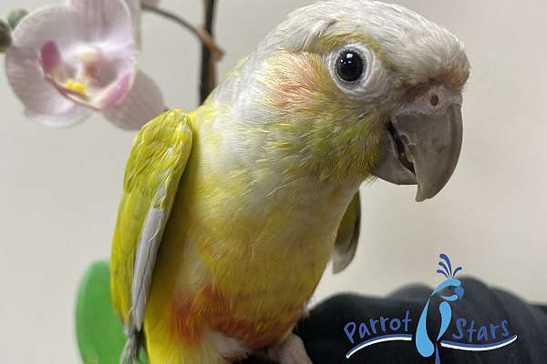 Baby Dilute Green Cheek Conure Available at Parrot Stars