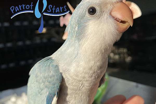 Baby Blue Opaline Quaker Parrot Available at Parrot Stars