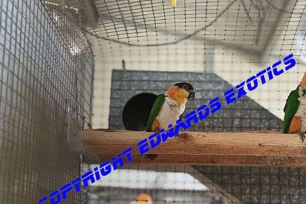 Black Headed Caique Female 5yo and Ready for 2024 Special