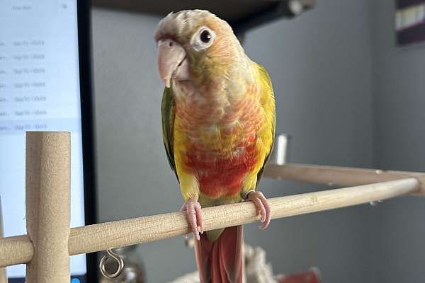 Pineapple Conure (Mango) With Cage & Accessories