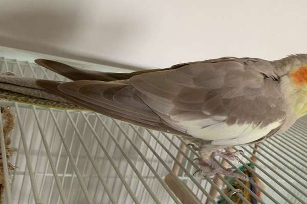 Female Cockatiel