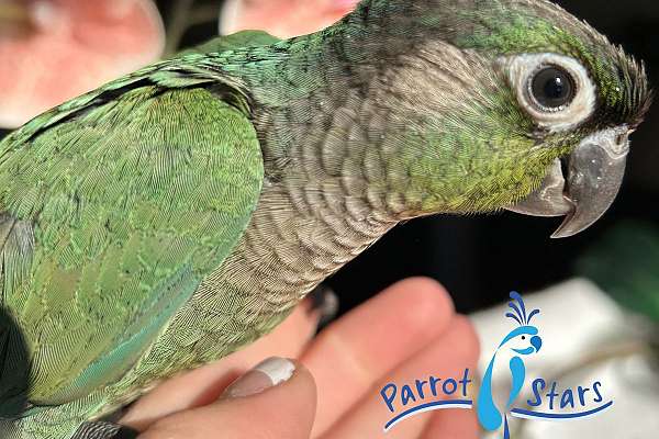 Young Baby Turquoise Green Cheek Conure Available at Parrot Stars