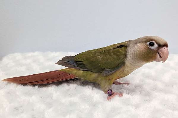 Cinnamon Green Cheek