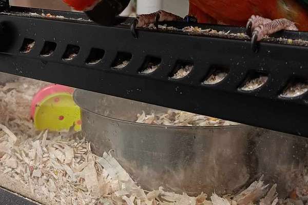 Hand fed High red sun conure